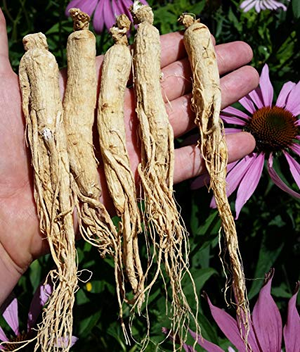 revitalizing herbal ginseng extract