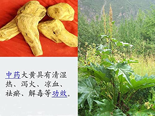 rhizomma rhei rhubarb root uses