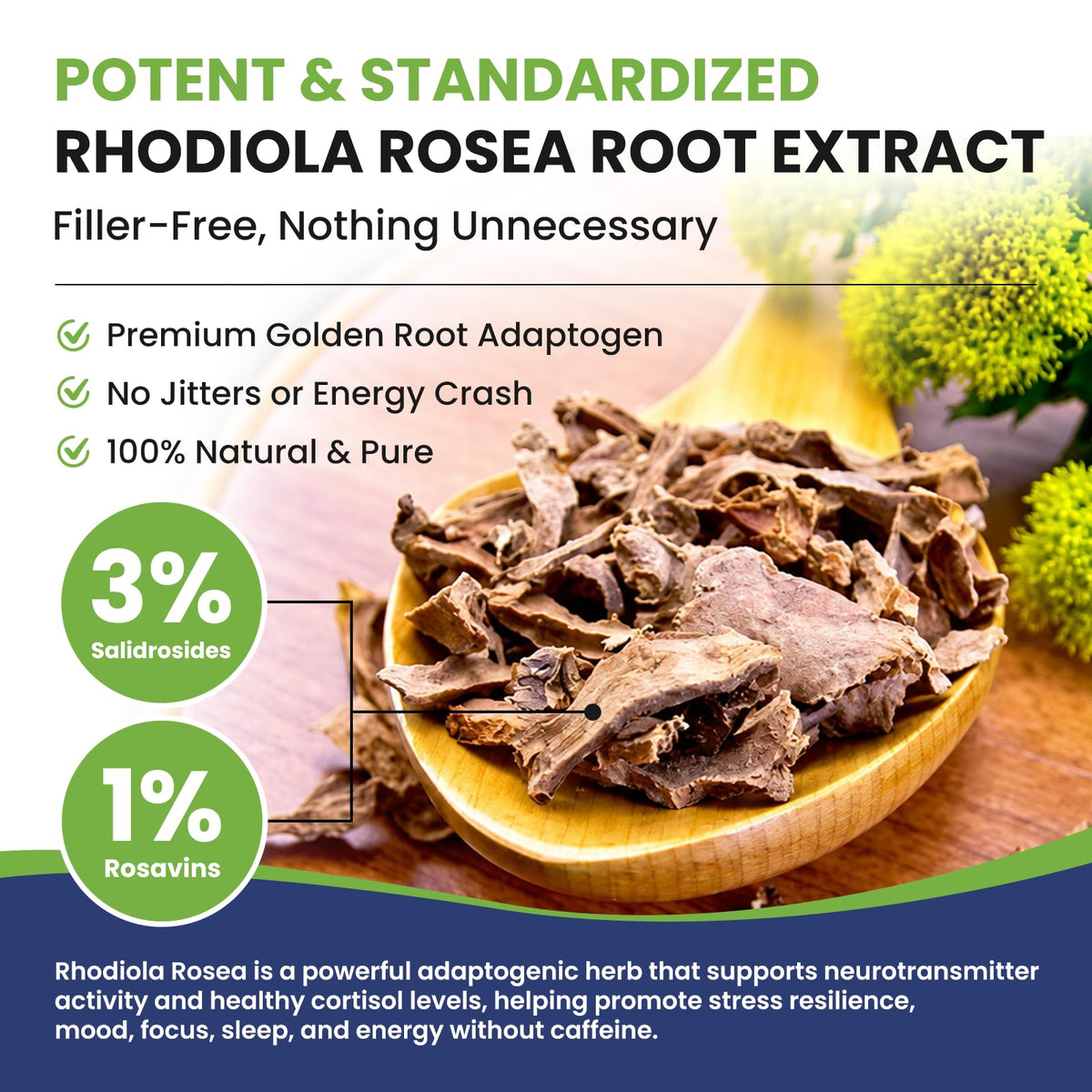 Rhodiola Rosea for enhanced mental clarity
