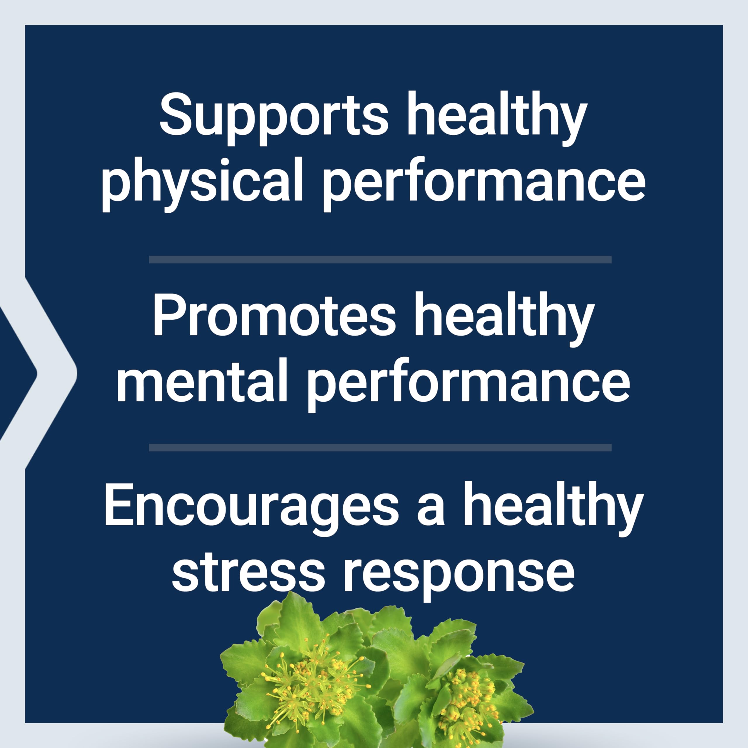 Rhodiola rosea for improved focus