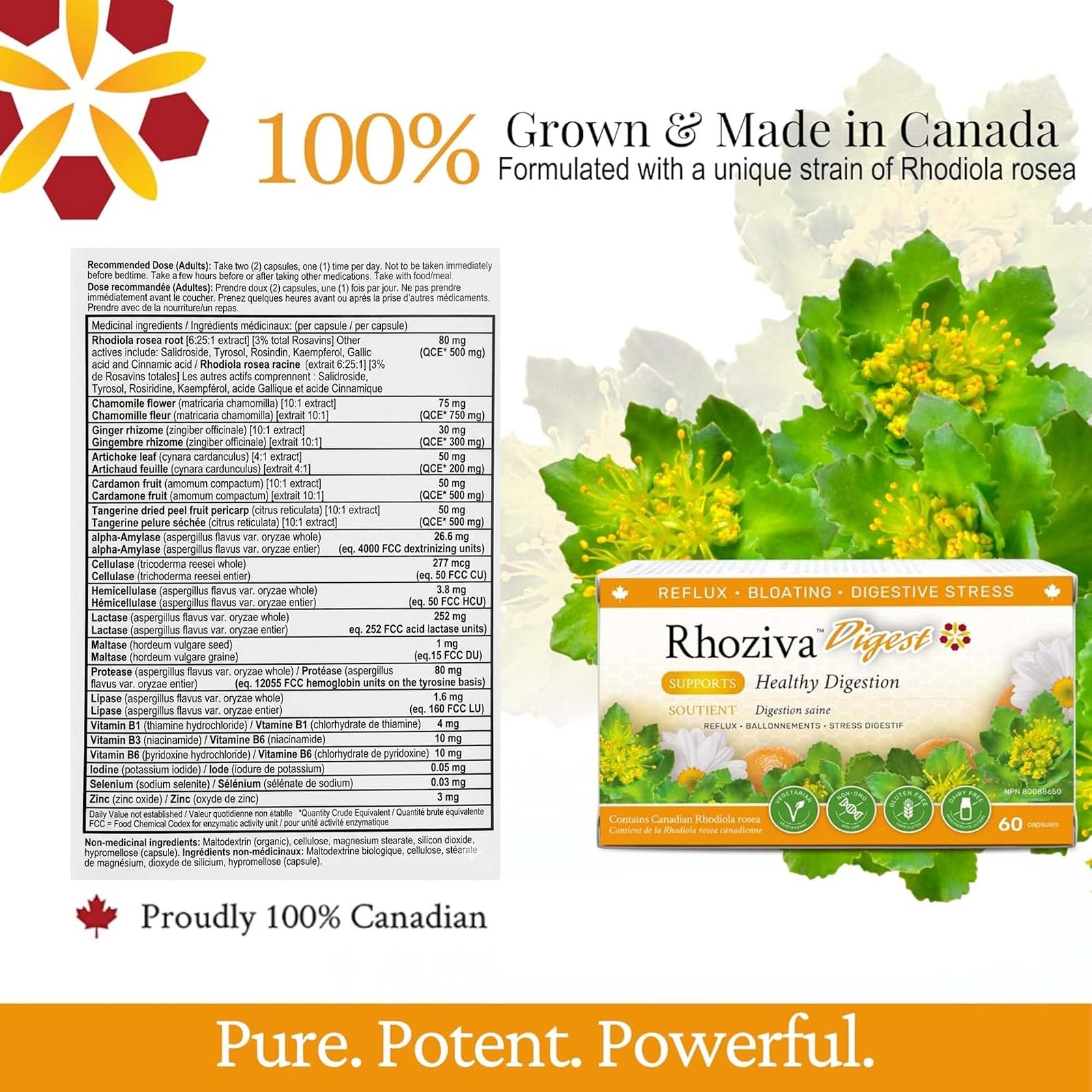 Rhoziva probiotics for bloating relief