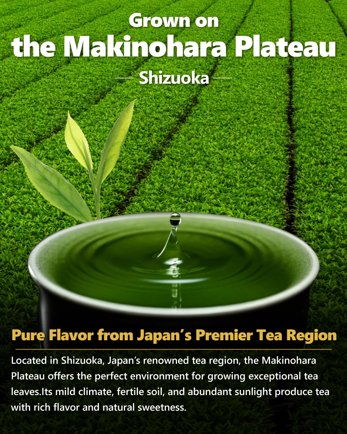 rich flavour green tea bags