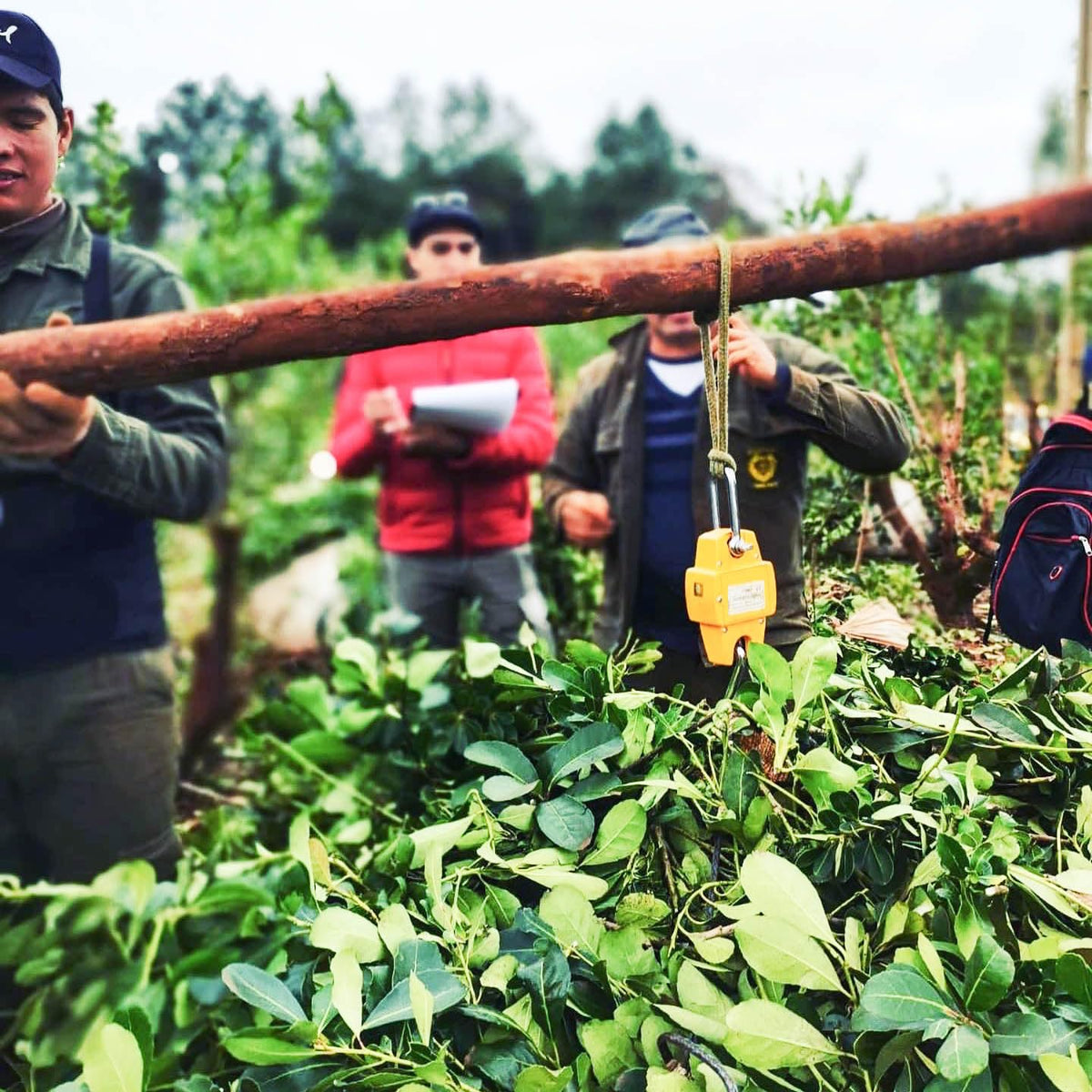 Rich flavour Paraguayan yerba mate