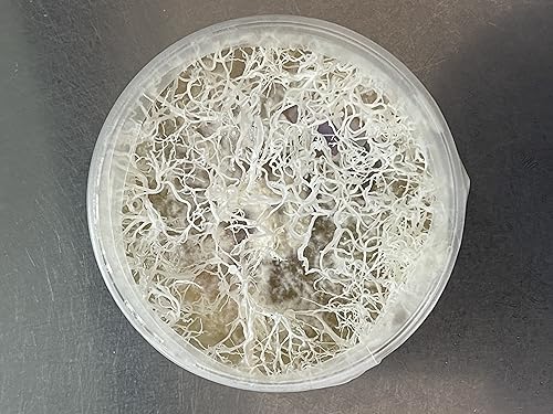 root mushroom agar for healthy growth
