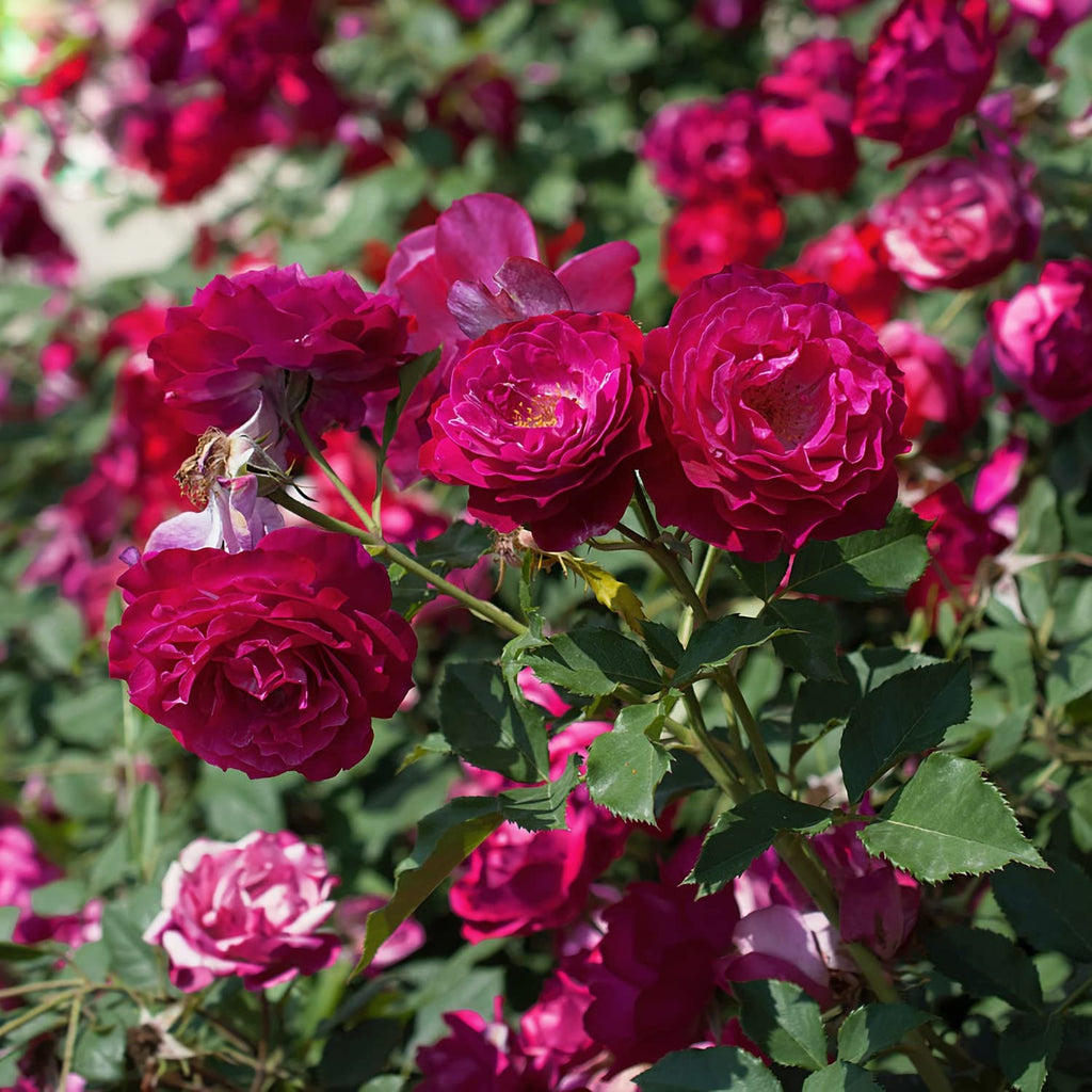 rose buds for calming tea