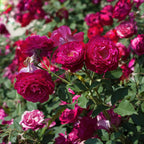 rose buds for calming tea