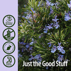 Rosemary extract for immune support