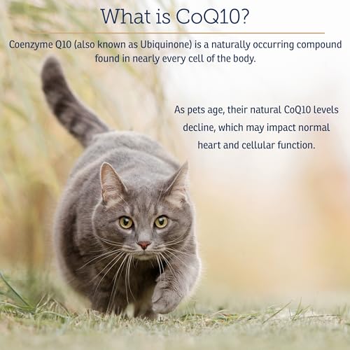 Rx Vitamins CoQ10 antioxidant benefits