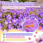 Saffron gummies for enhanced focus