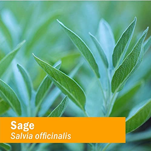 sage liquid extract for everyday health