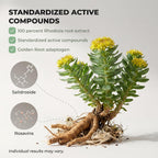 Salvora Rhodiola Rosea benefits
