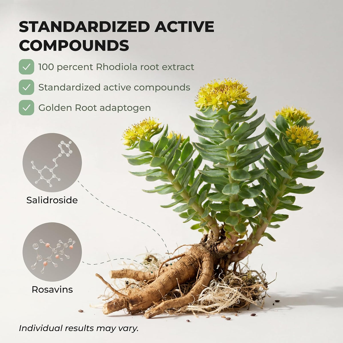 Salvora Rhodiola Rosea benefits