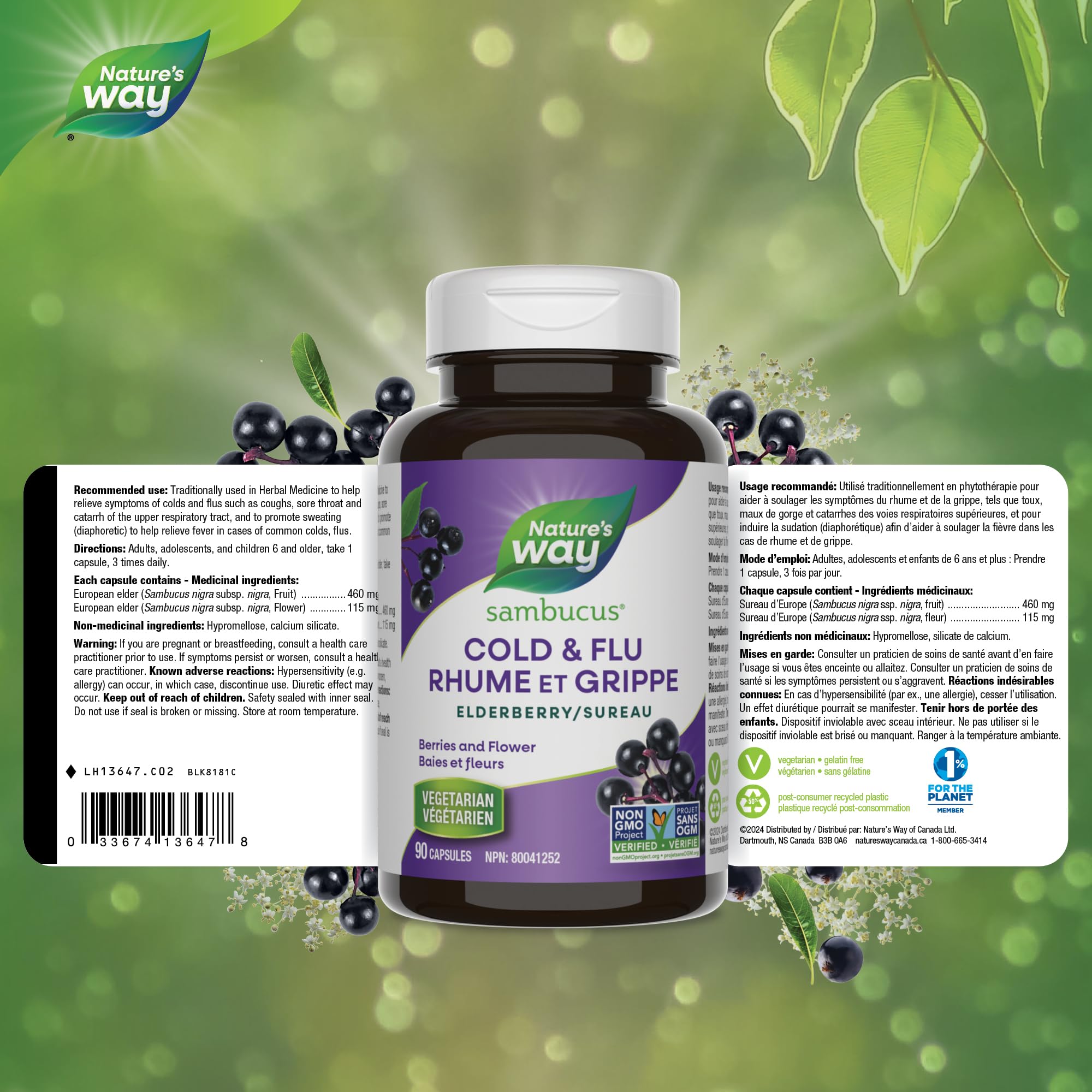 Sambucus elderberry for overall health