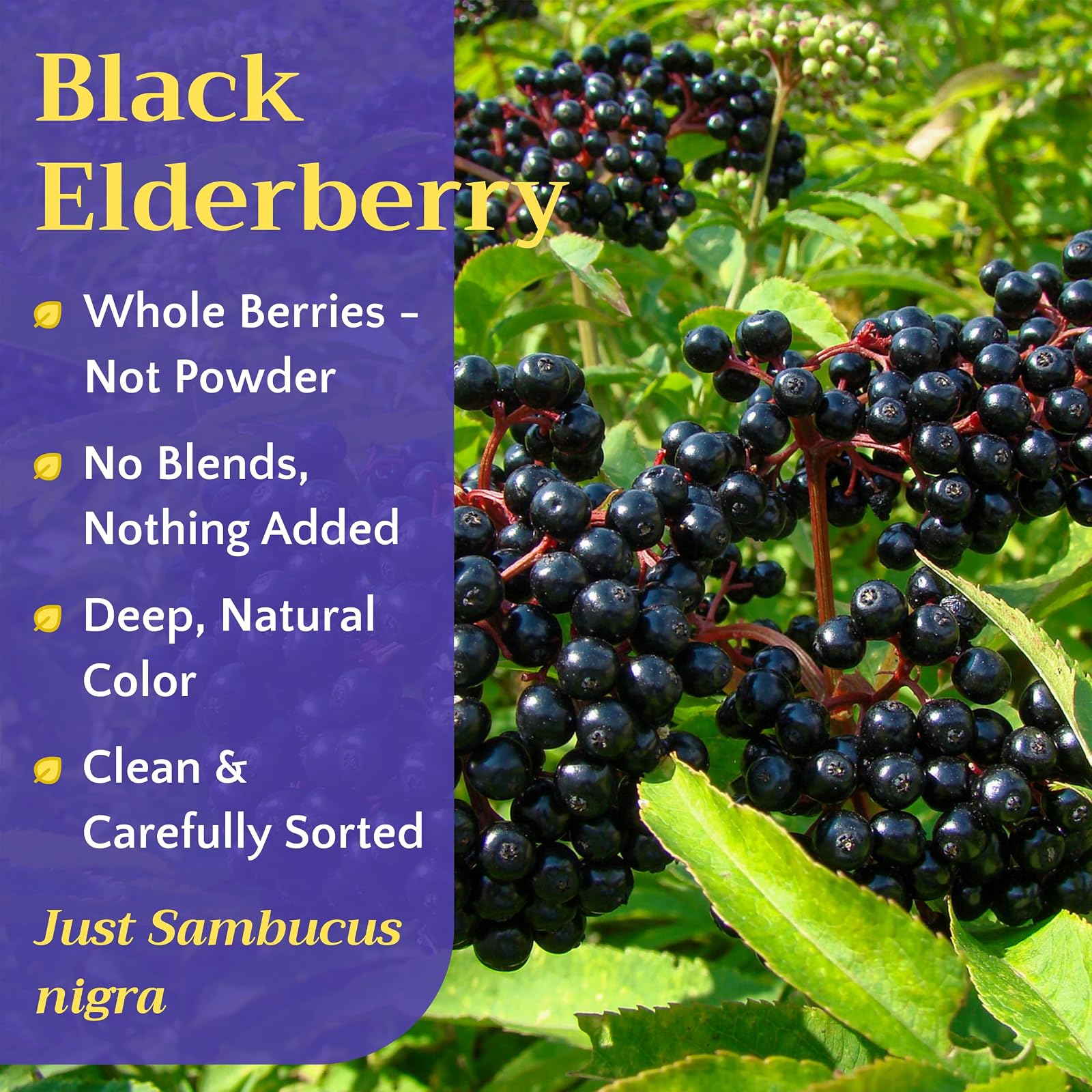 Sambucus Nigra herbal supplement for immunity