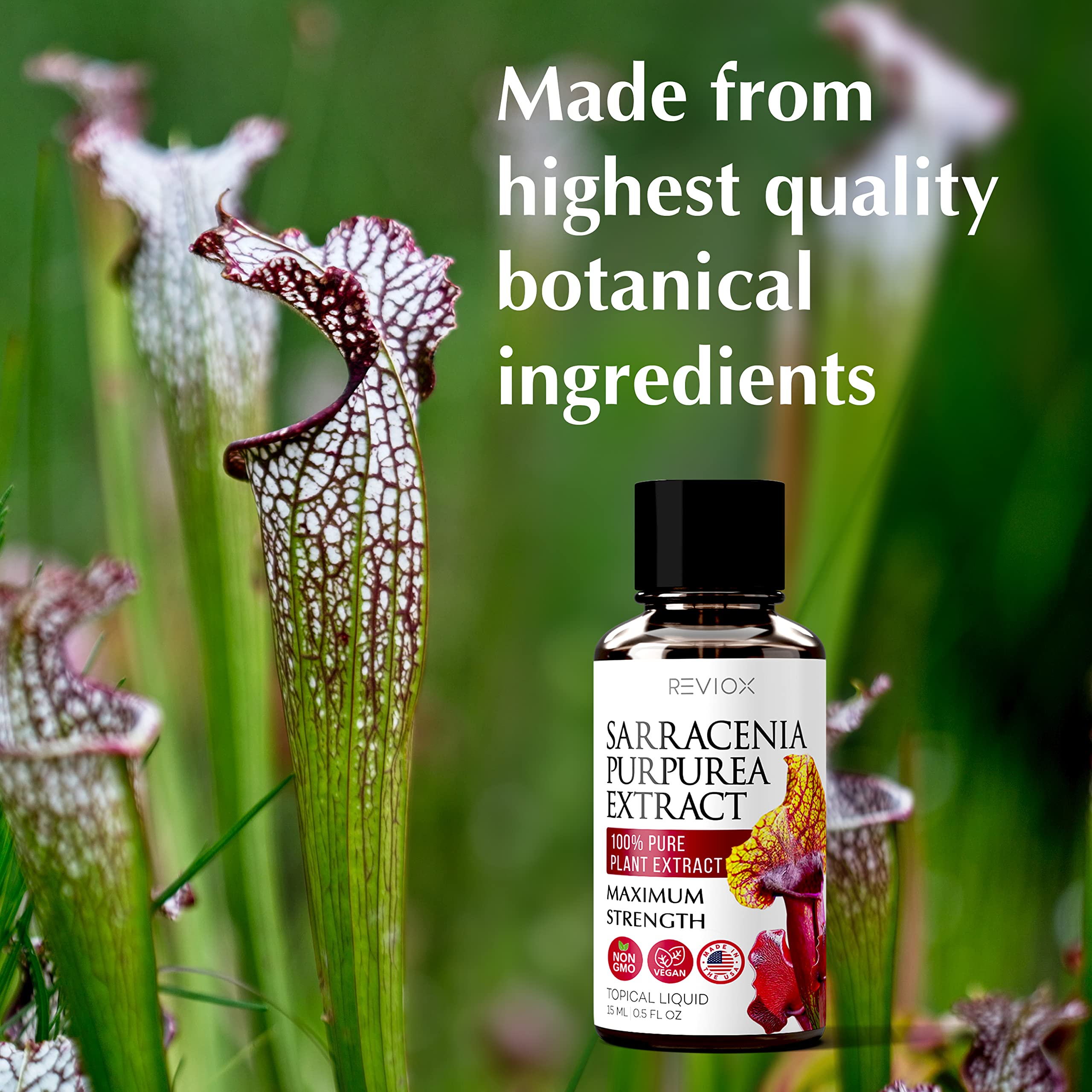 Sarracenia Purpurea for stress relief