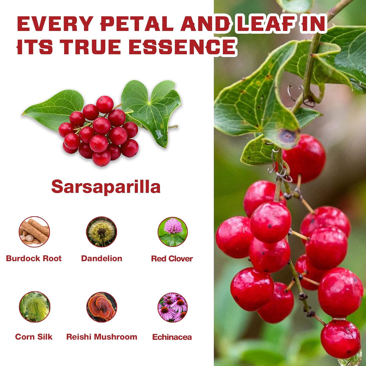 Sarsaparilla root tea for detox