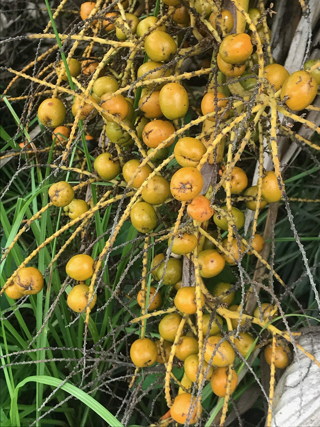 saw palmetto and pumpkin seed oil benefits