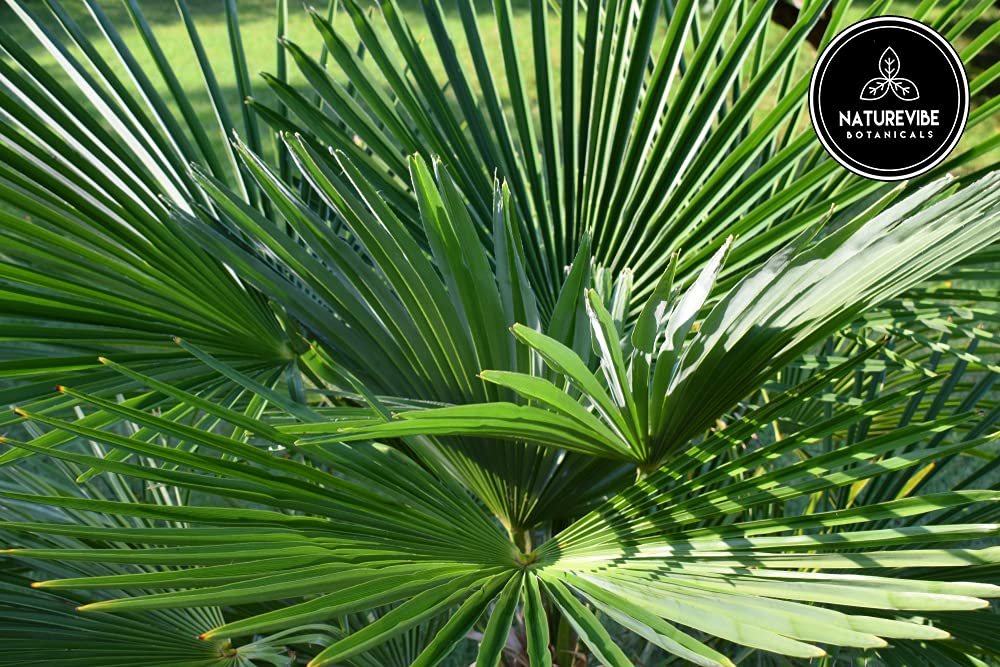saw palmetto interactions with supplements