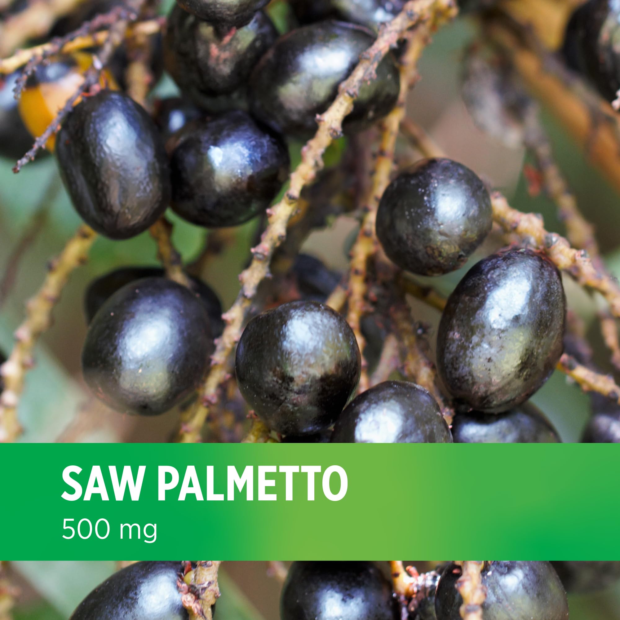 saw palmetto tree extract benefits
