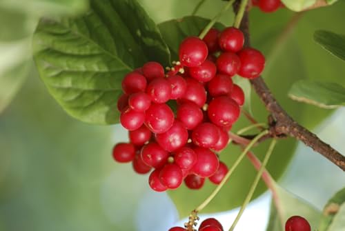 Schizandra capsules for stress relief