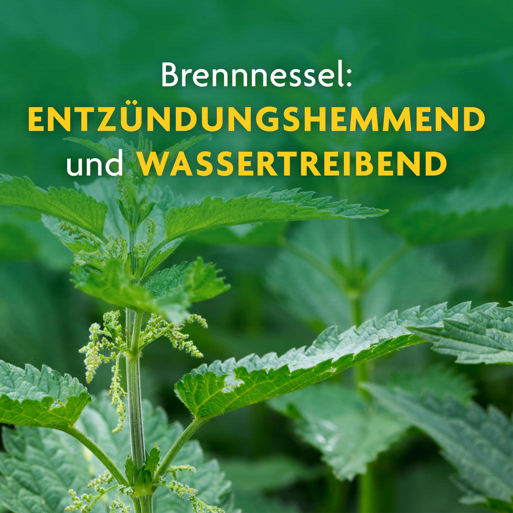 Schoenenberger herbal extract for energy