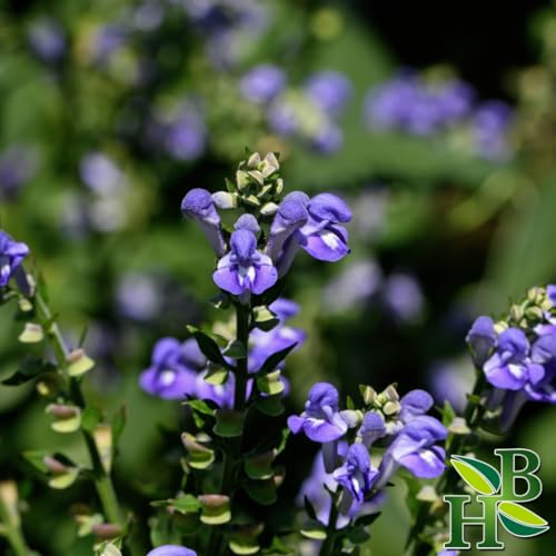 scutellaria lateriflora for wellness