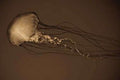 Sea Nettle II poster print for decor
