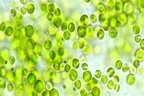 SeaGreens Complex health benefits