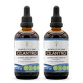 Secrets cilantro herbal supplement extract