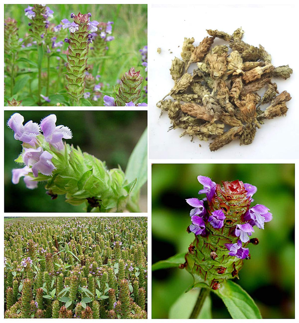 self heal infusion for detox
