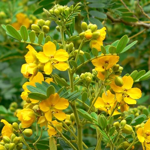 senna capsules for digestive health support
