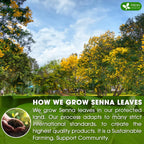 senna leaf tea for digestion