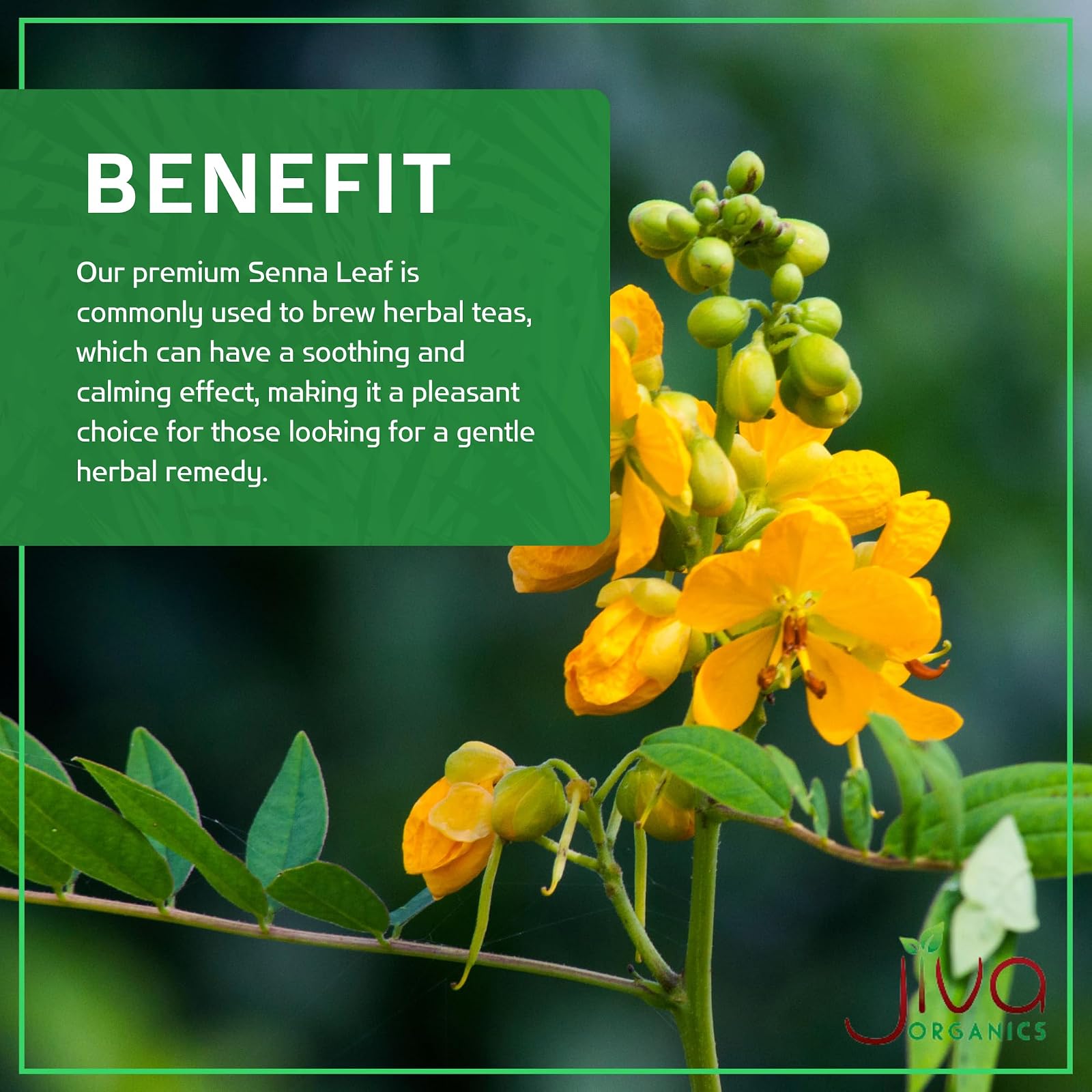 senna leaf tea for herbal infusions