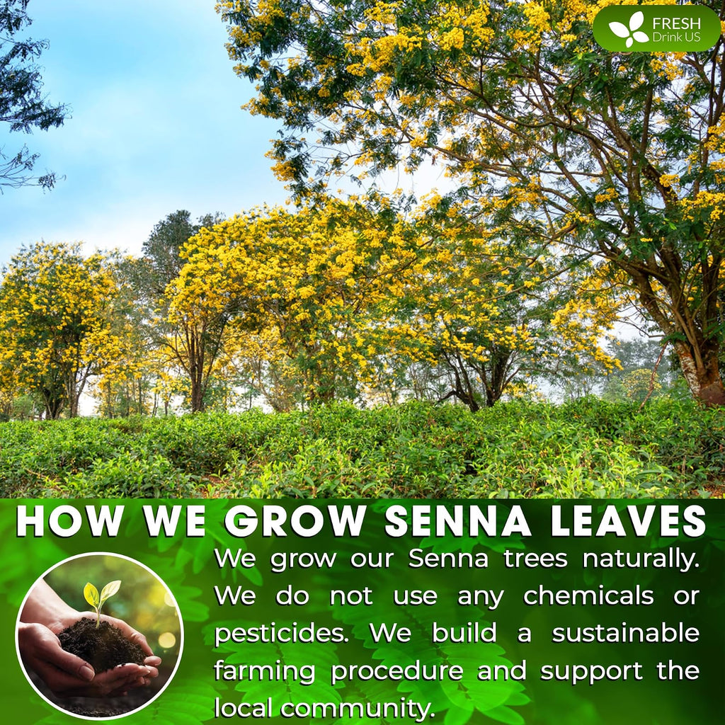 senna leaves herbal infusion benefits