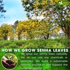 senna leaves herbal infusion benefits
