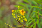 Senna tea for digestive health