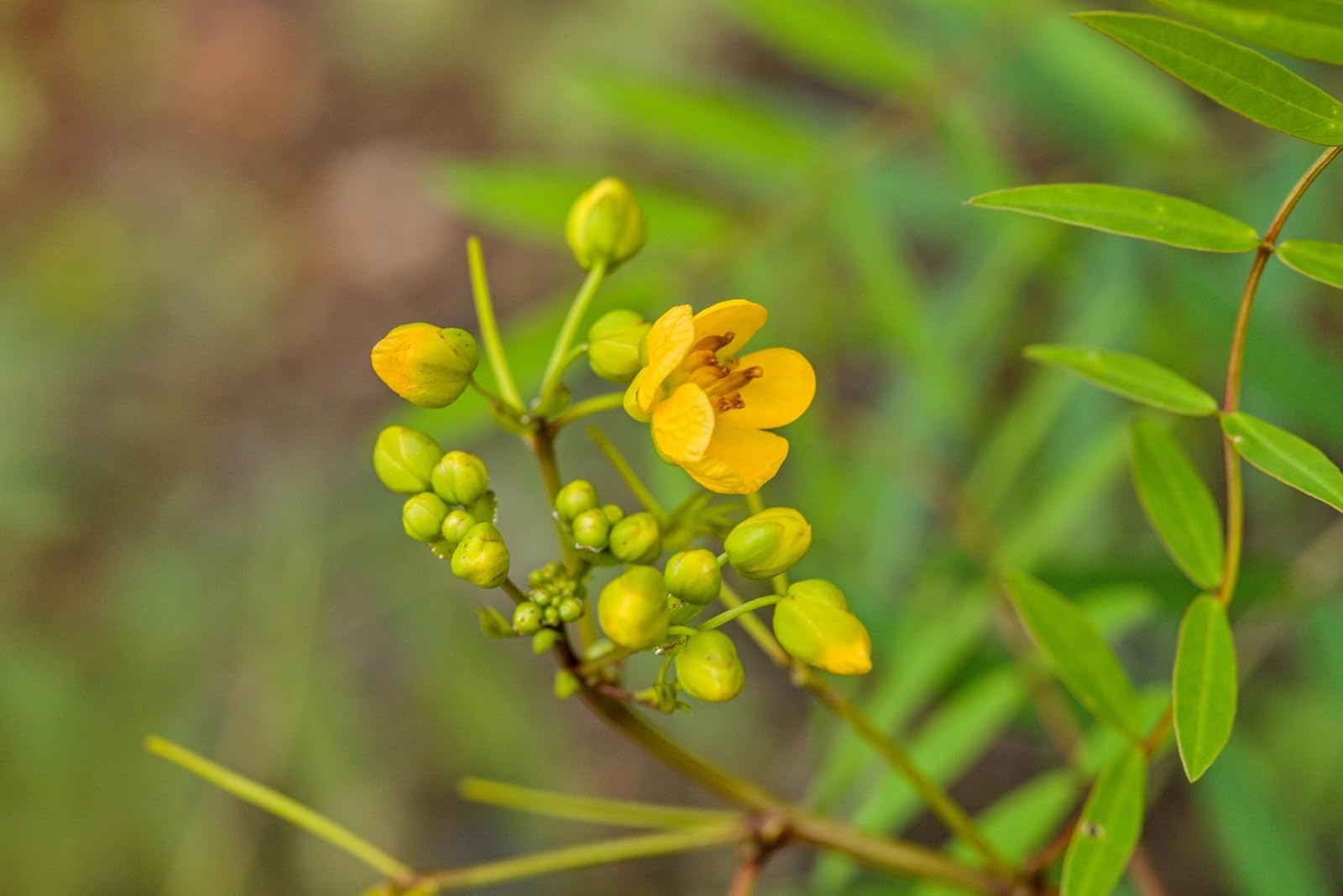 Senna tea for digestive health