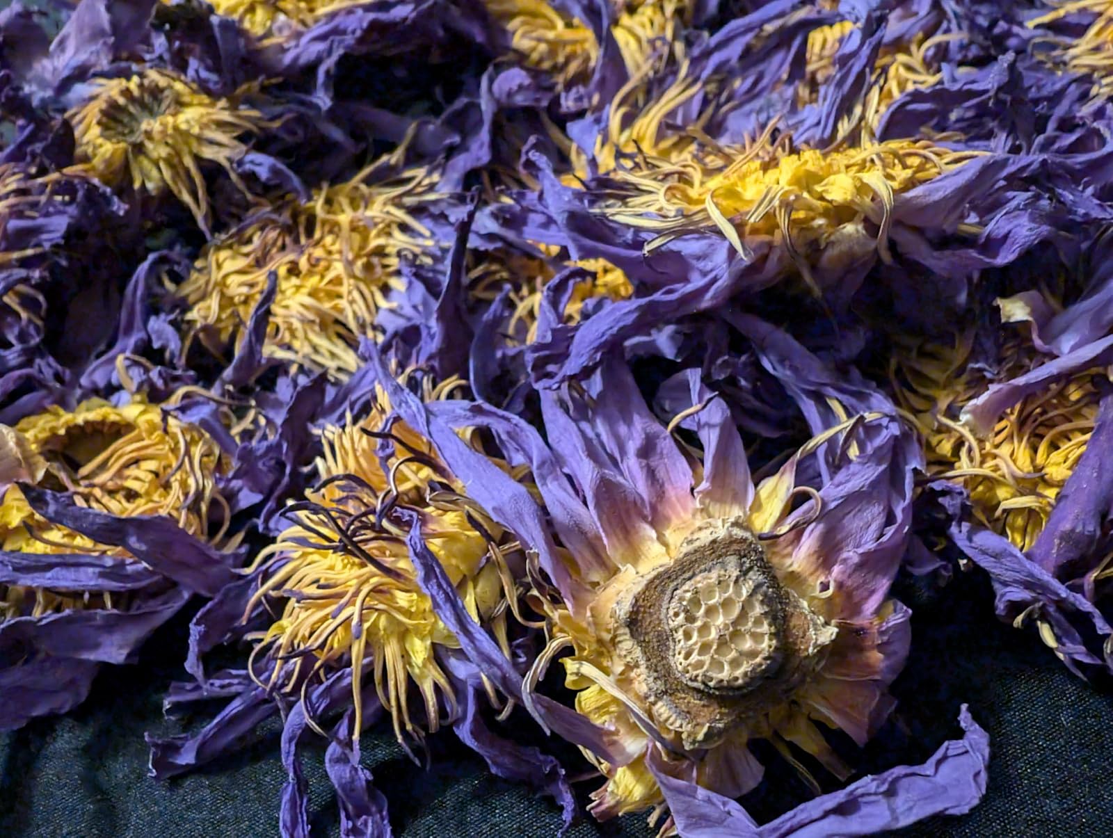 Sesen lotus flower tea benefits