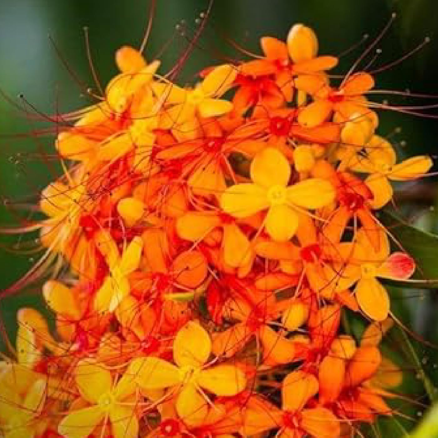 Sewanti Ashoka Bark for wellness