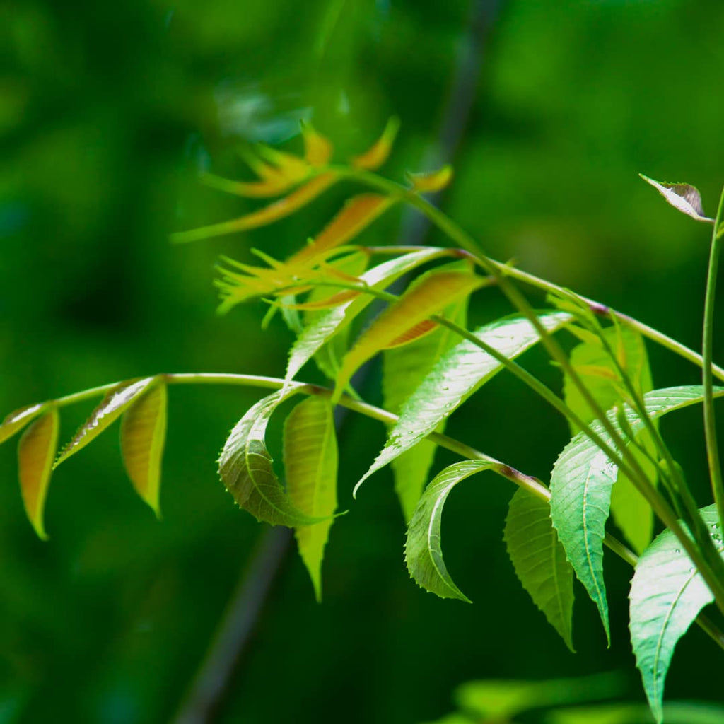 Sewanti neem powder benefits