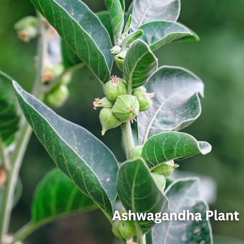 Sewanti vitamins for daily wellness