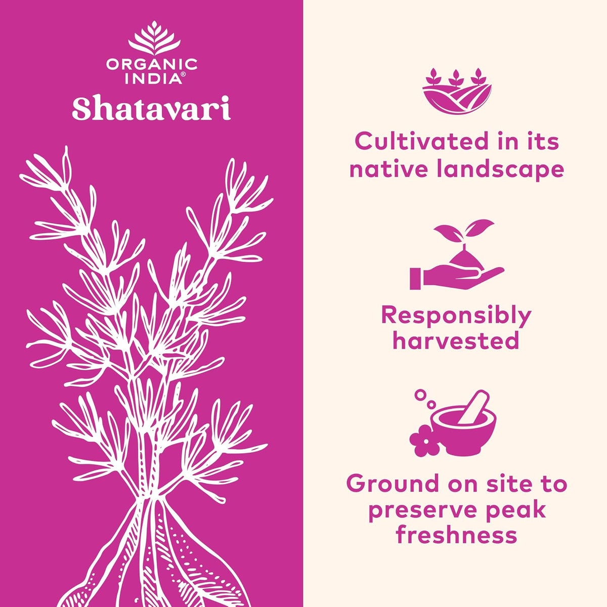 Shatavari 500 mg immune support