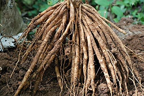 shatavari powder for immune support