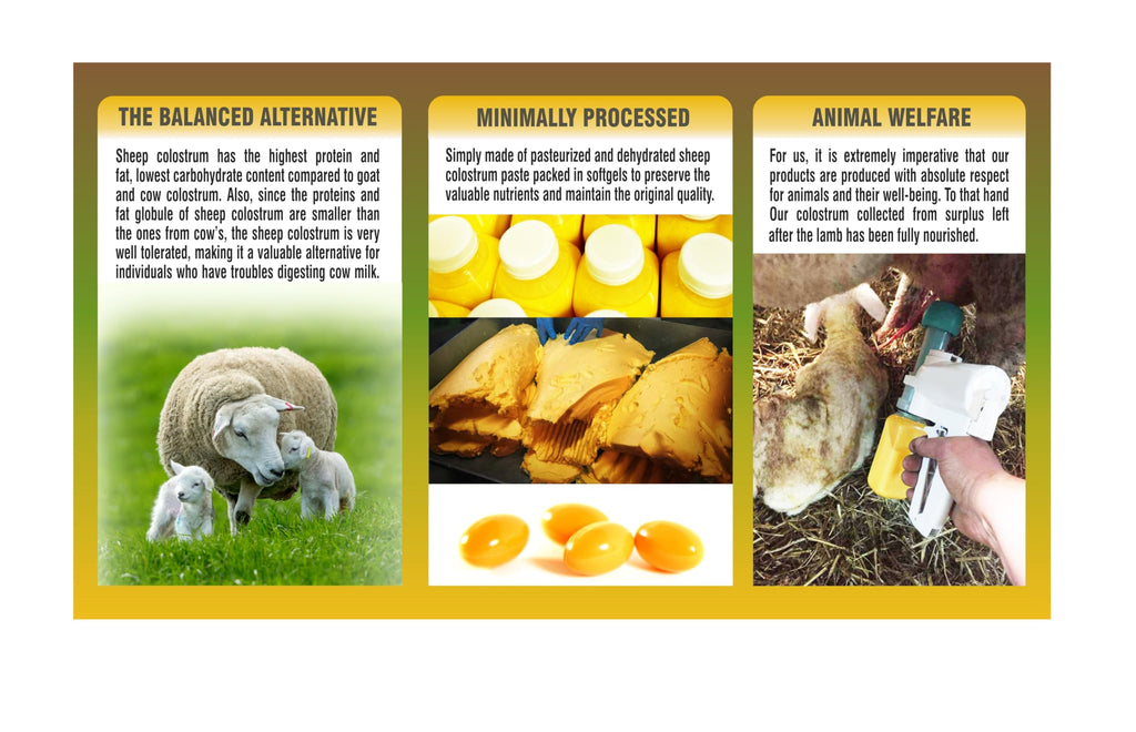 sheep colostrum for enhanced wellness