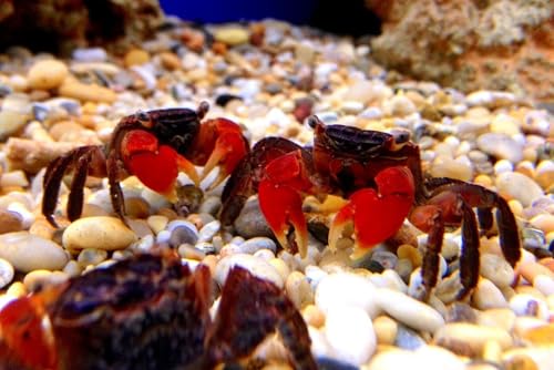 shells promoting shrimp growth