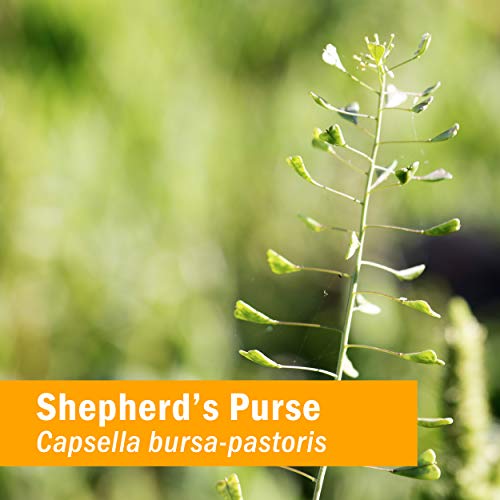 Shepherd's Purse herbal remedy