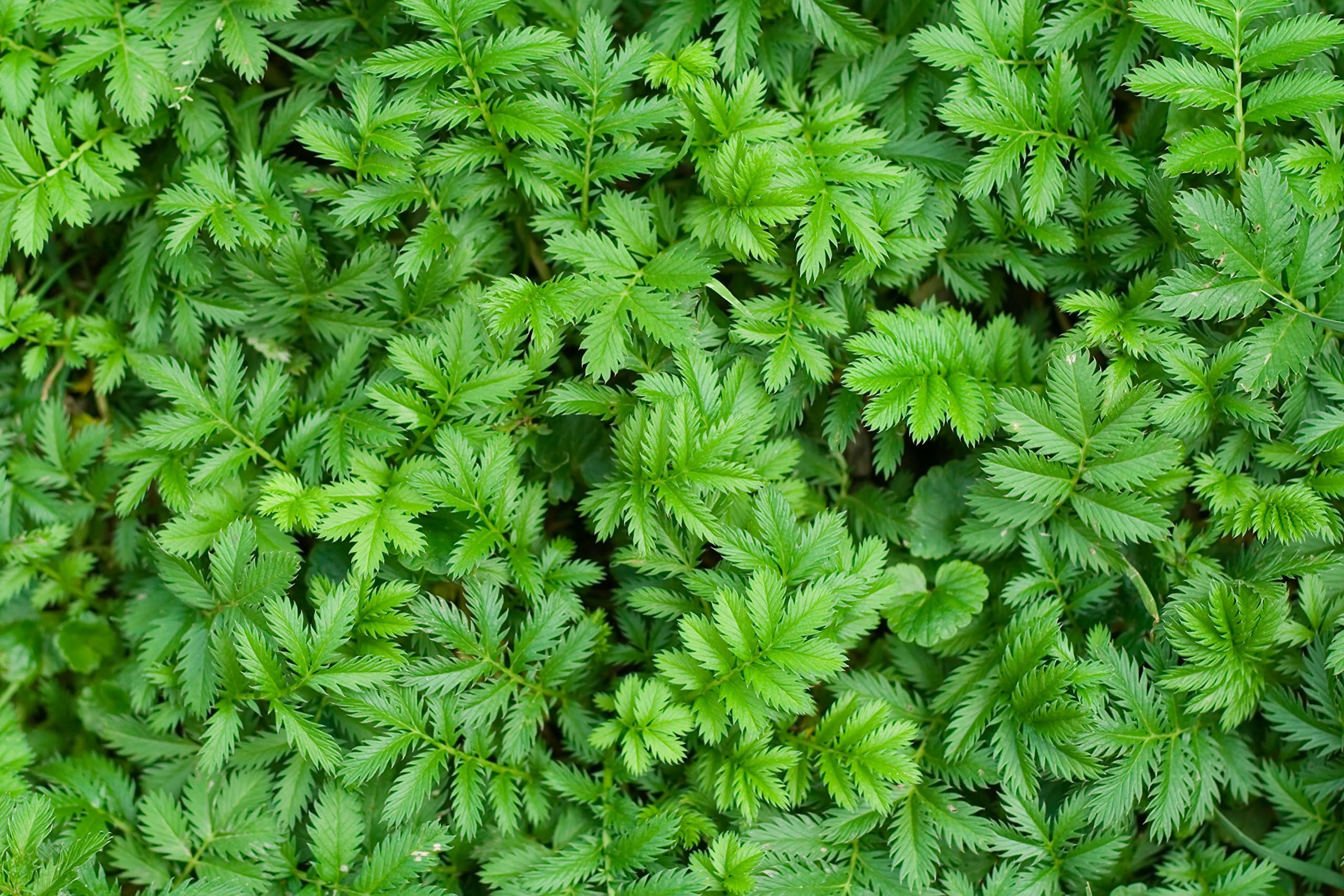 Silverweed tea for immune support