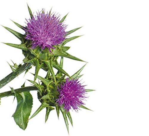 silybum marianum milk thistle extract