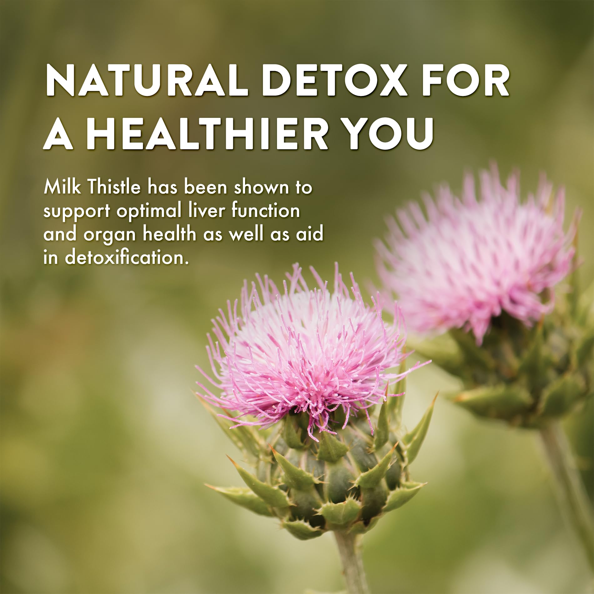 silymarin milk thistle benefits