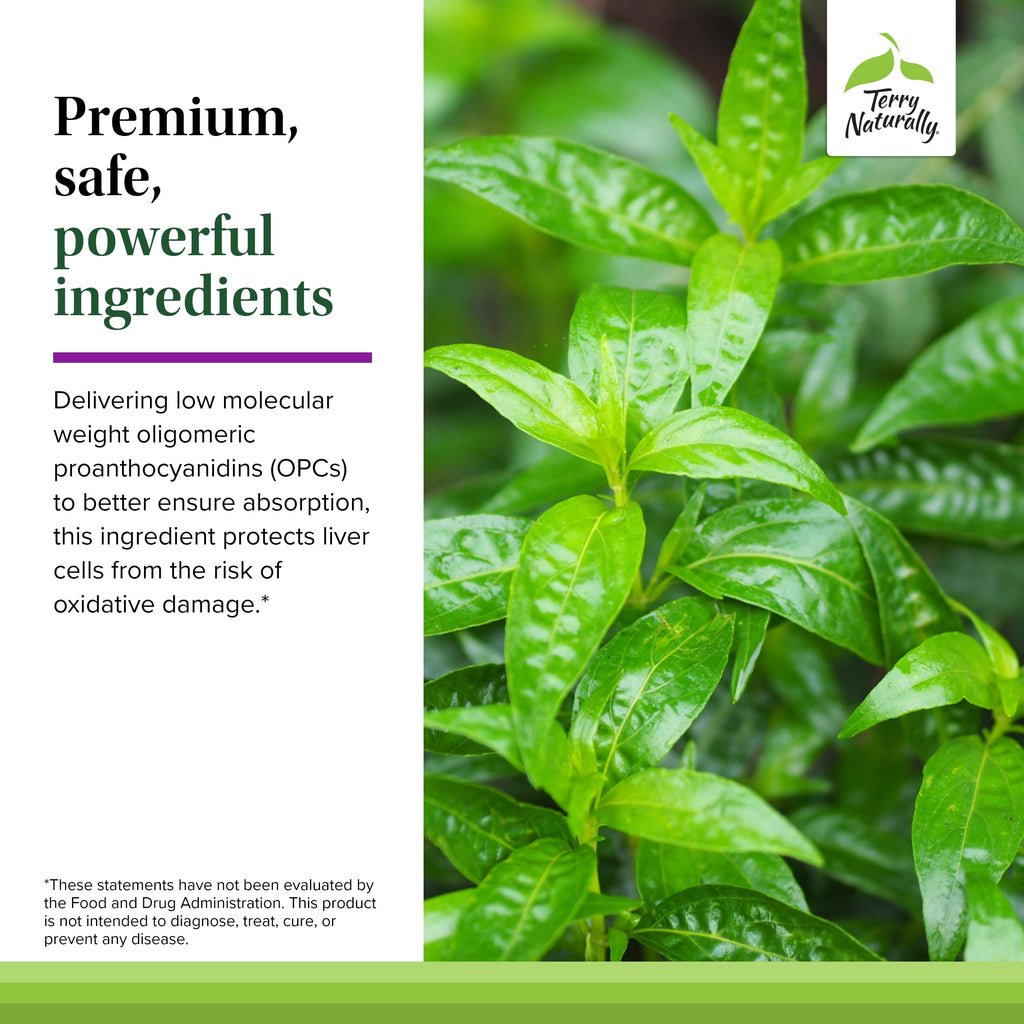 silymarin milk thistle extract benefits